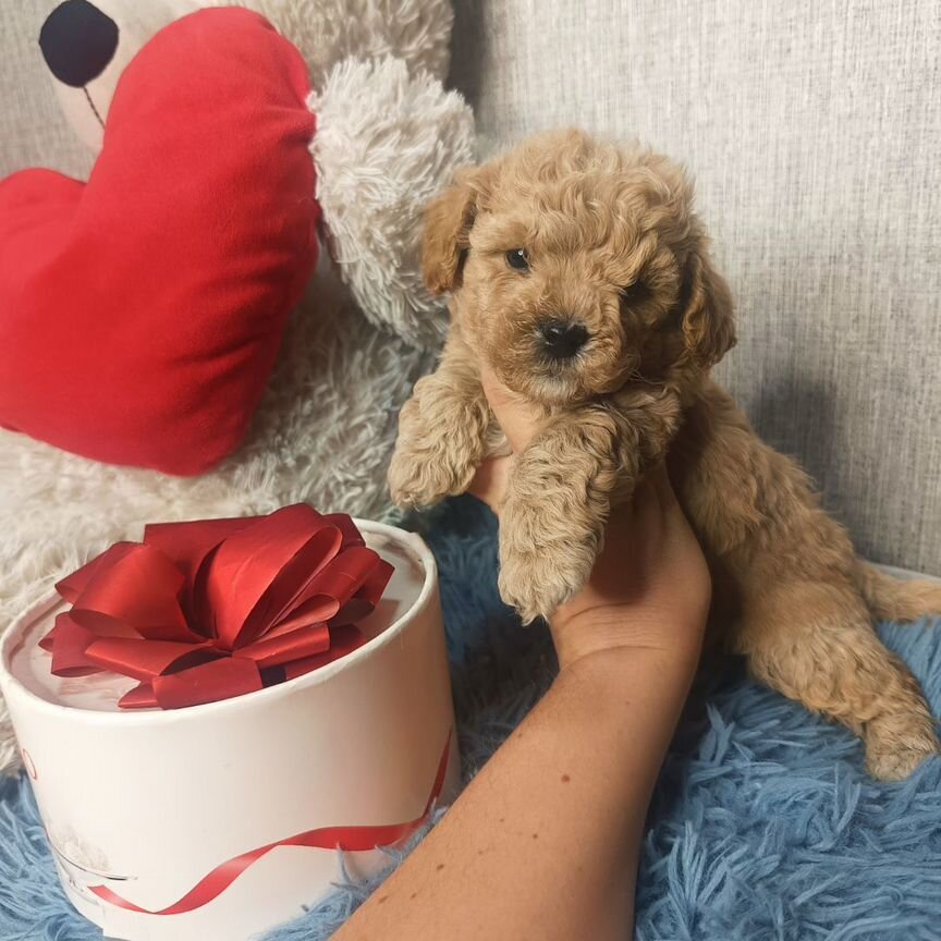 Мальтипу f1 mini