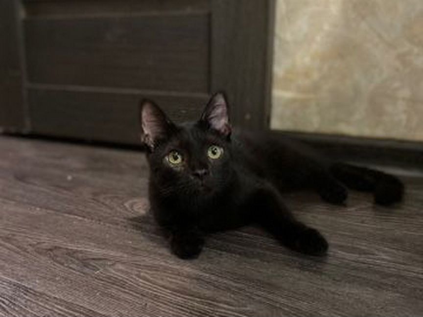 Отдам в добрые руки