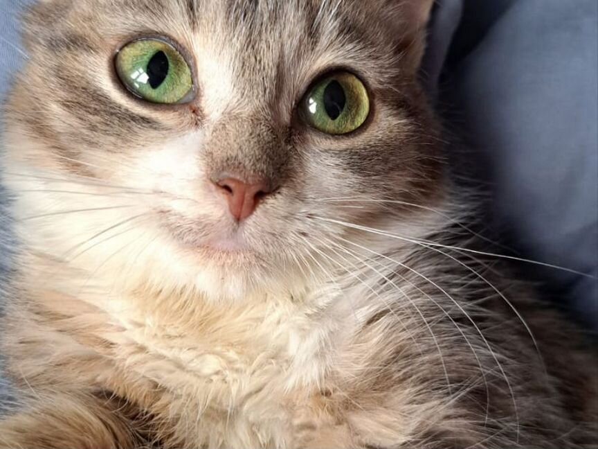 Котёнок Голубка в добрые руки