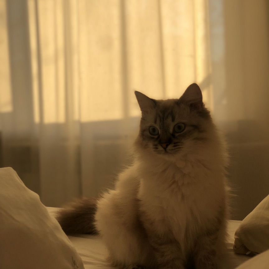 Кошка невская маскарадная вязка