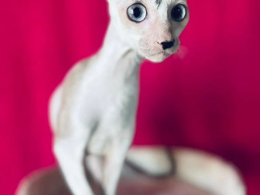 Кошечка подрощенная