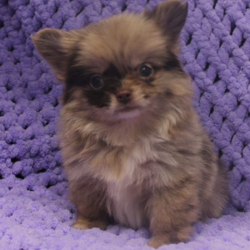 Чихуахуа мальчик