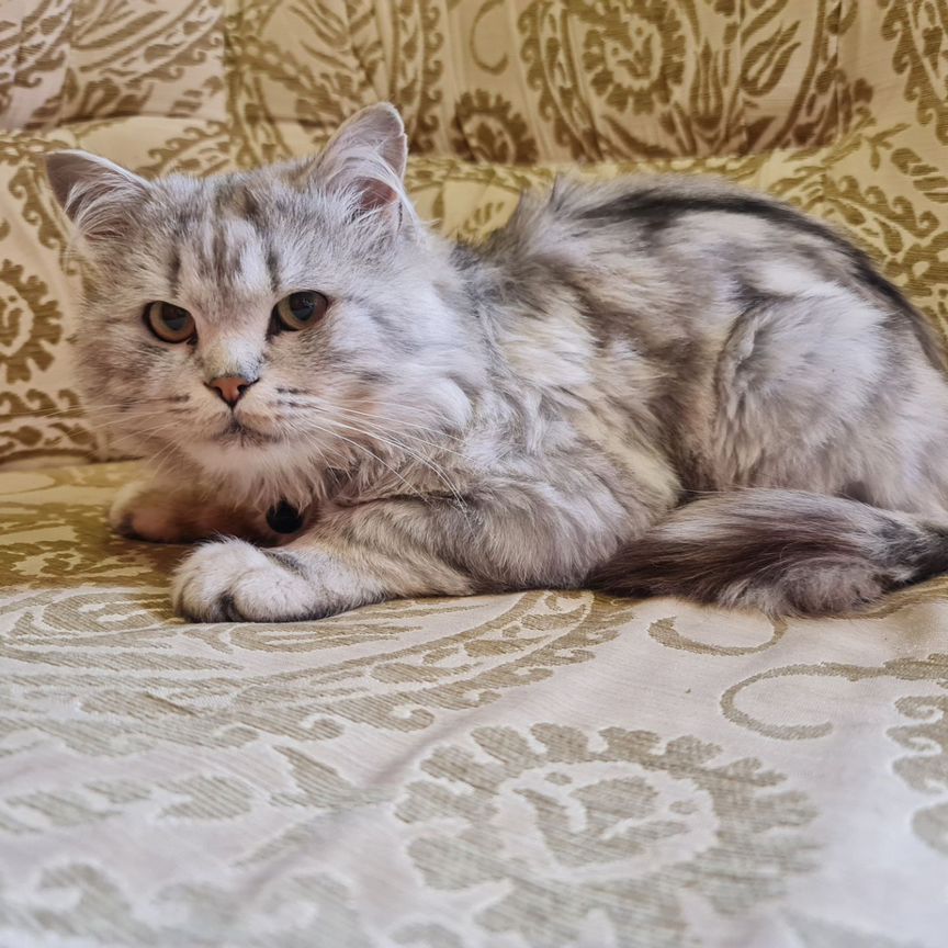 В добрые руки шотландского кота