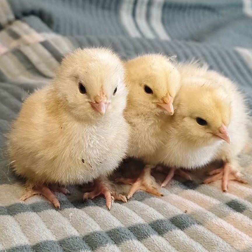 Цыпленок Голубой лосось(Фавероль)