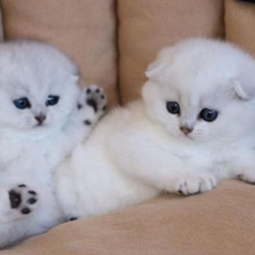 Чистокровные Шиншиллы