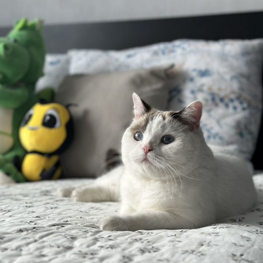 Кошечка для фотосессии