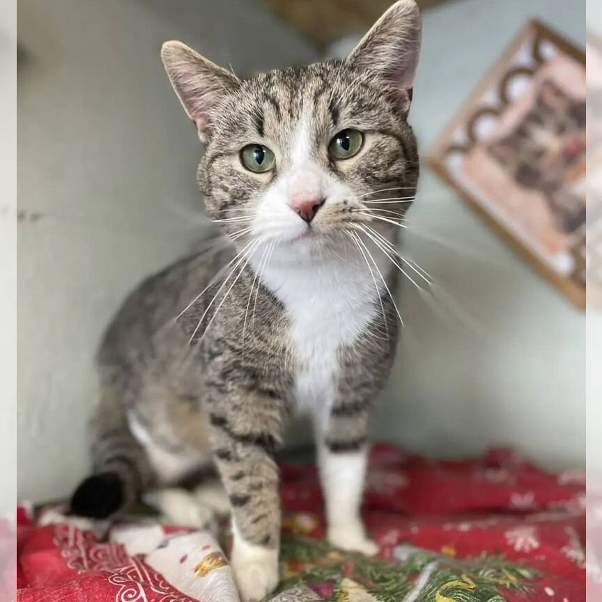 Взрослый кот в добрые руки