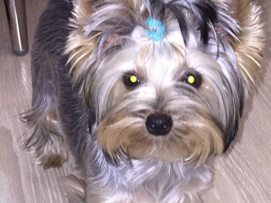 Йоркширский терьер