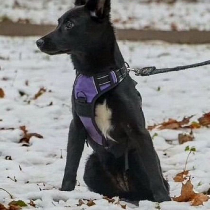 Верный друг