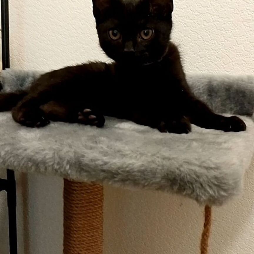Кошка отдам в хороший руки