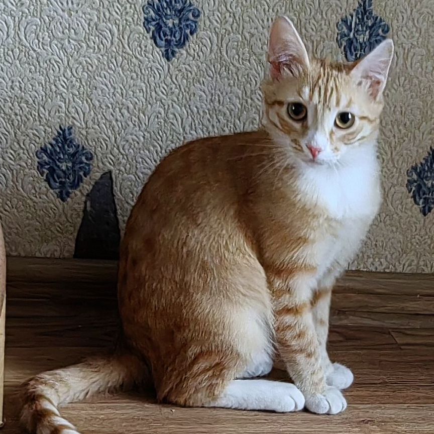 Котик 3 месяца в добрые руки