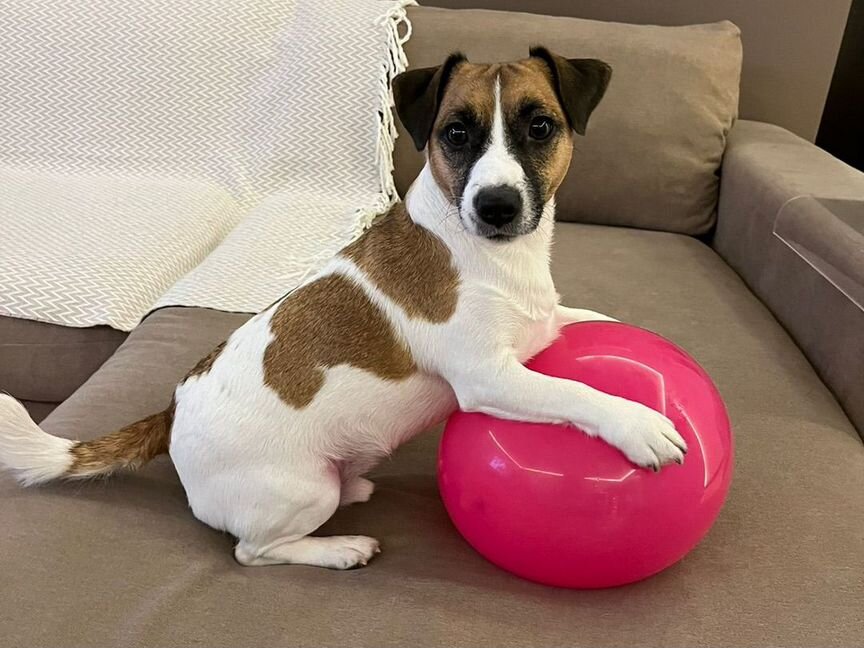 Джек Рассел терьер