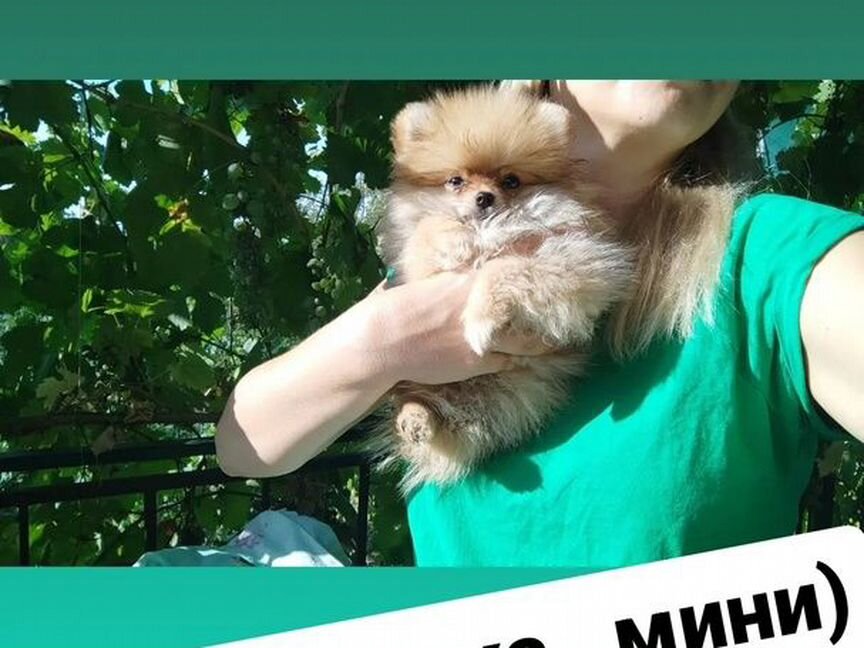 Померанский шпиц с документами РКФ