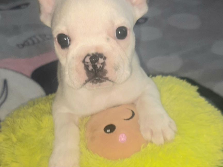 Французский бульдог белый мальчик