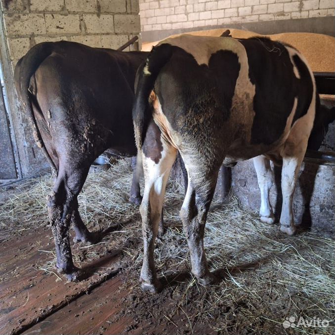 Телки стельные