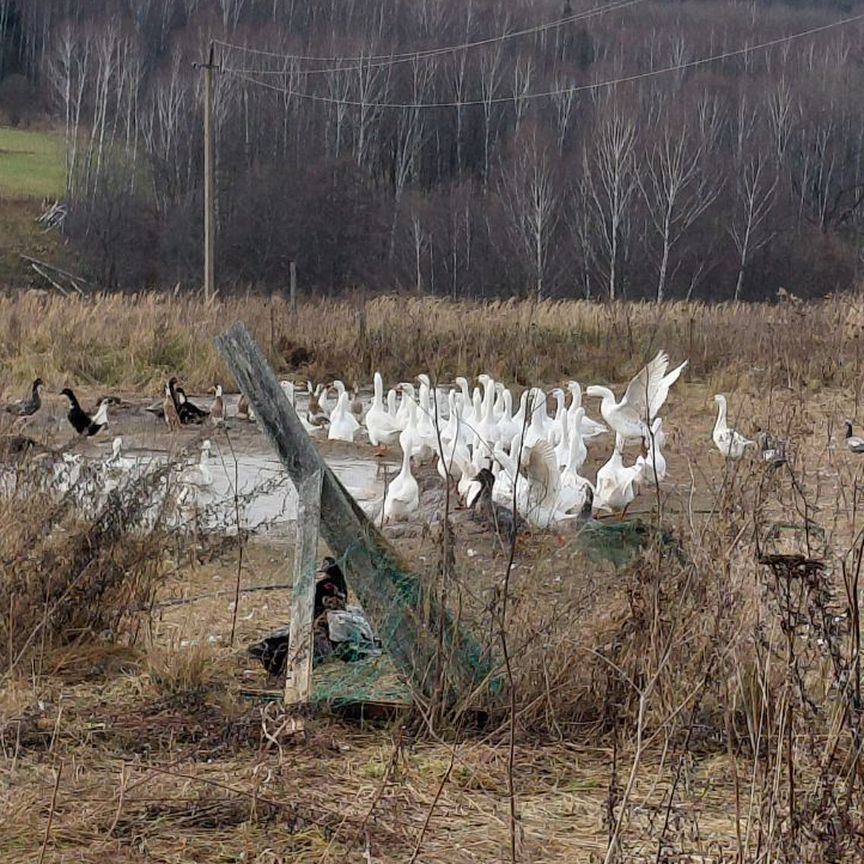Продажа хозяйства гуси и утки