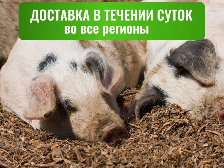 Семя хряка, осеменение