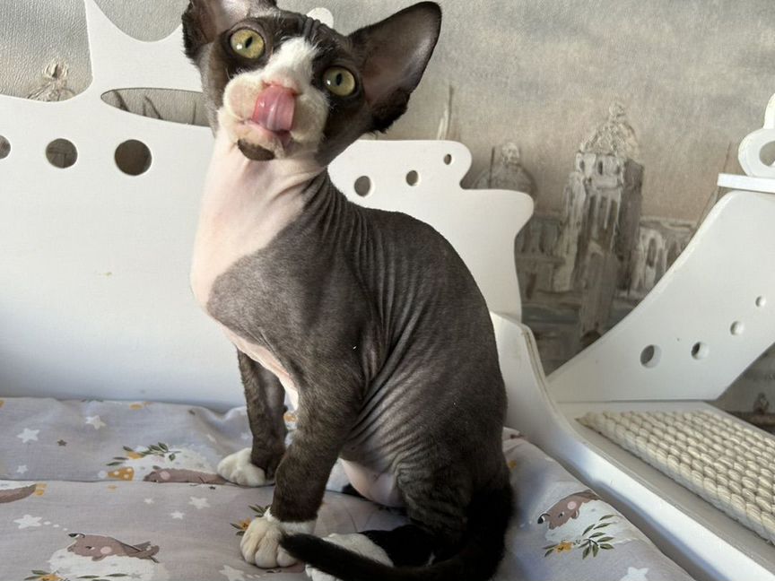 Котик девон рекс