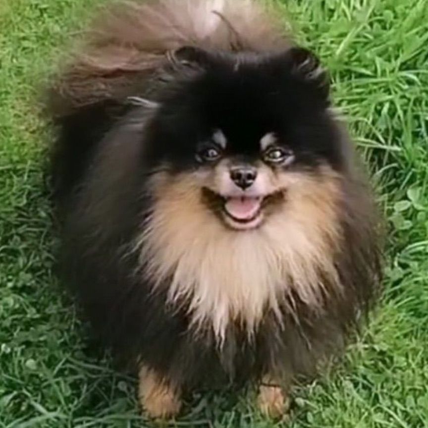 Померанский шпиц, взрослый пёс