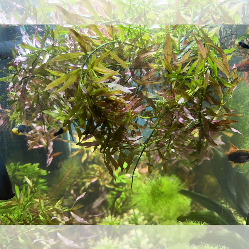 Аквариумные растения