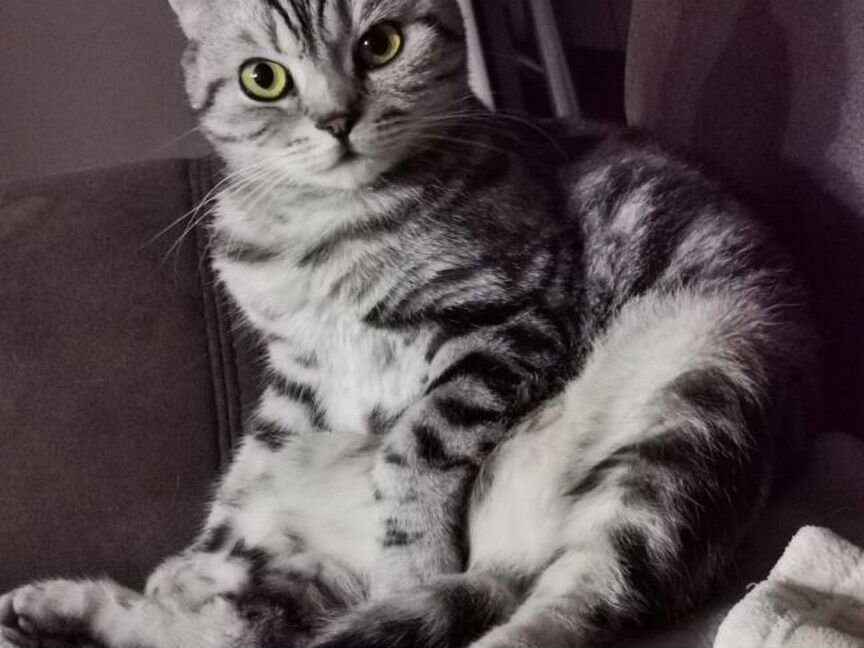 Шотландская вислоухая мрамор на серебре