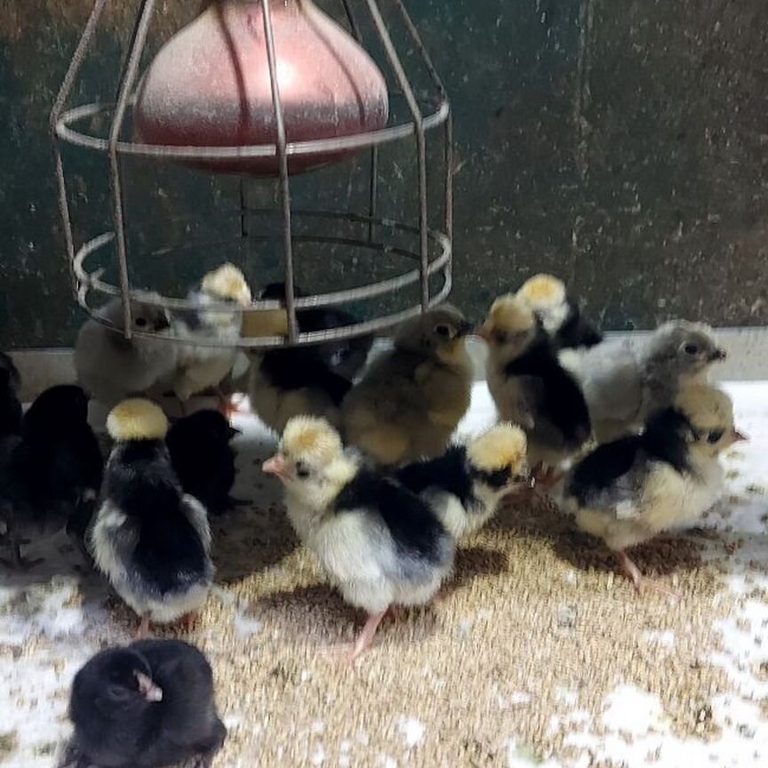 Цыпленок голландская белохохлая