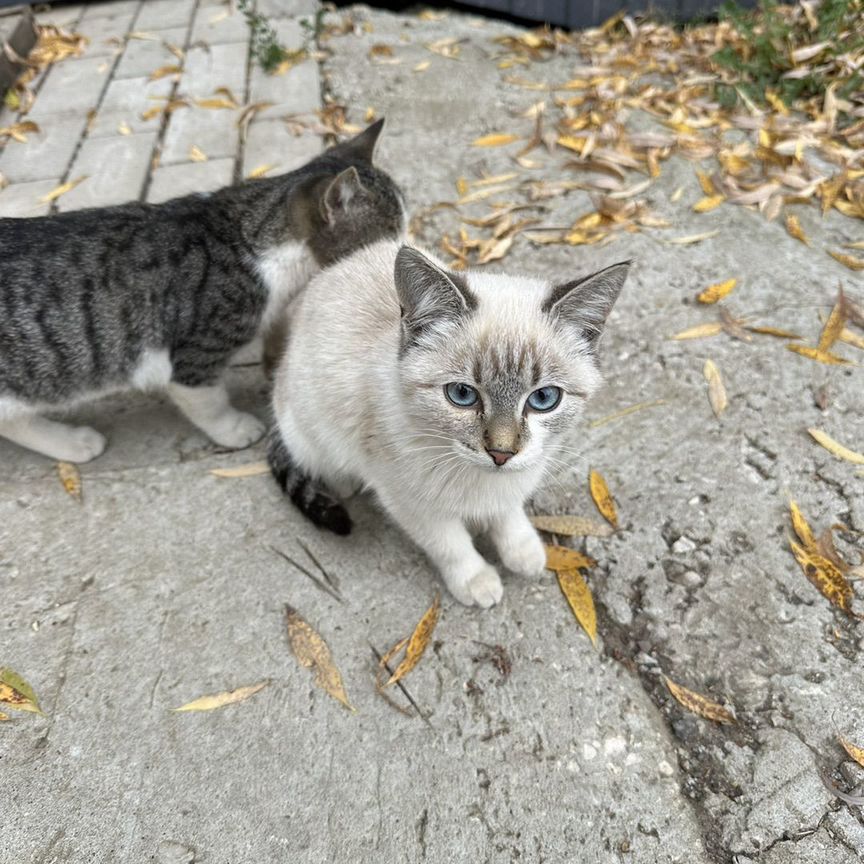 Пристраиваются котята