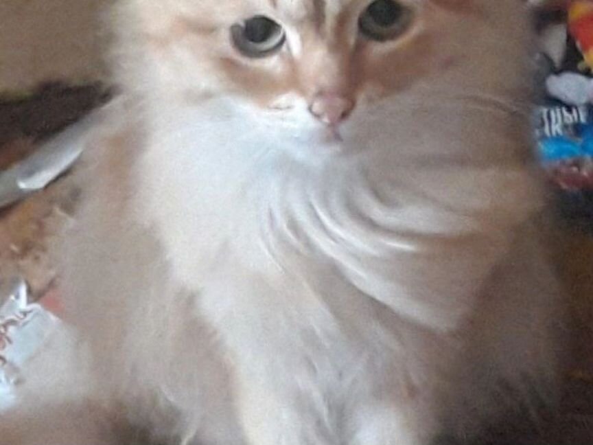 Отдам молодых котеек. Можно временно на передержку