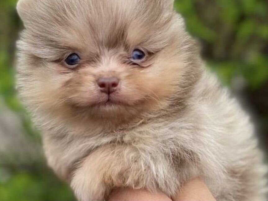 Мраморные мальчики шпица