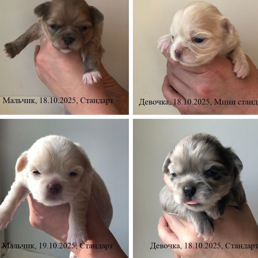 Чихуахуа, щенок