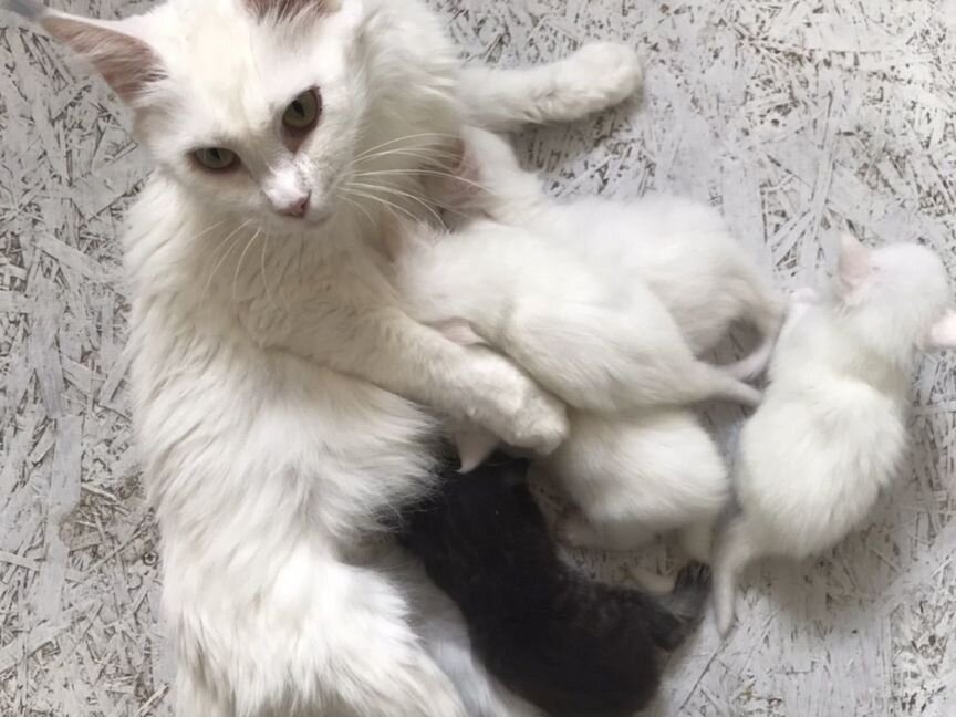 Котята мейн-кун белый солид