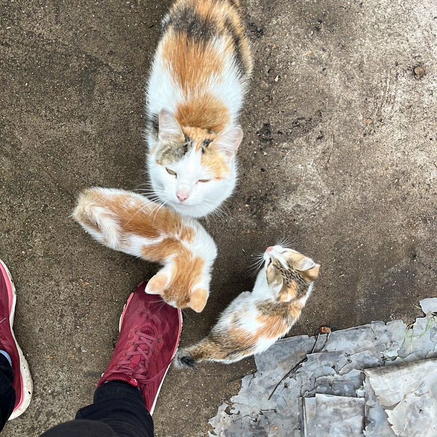 Котята в добрые руки