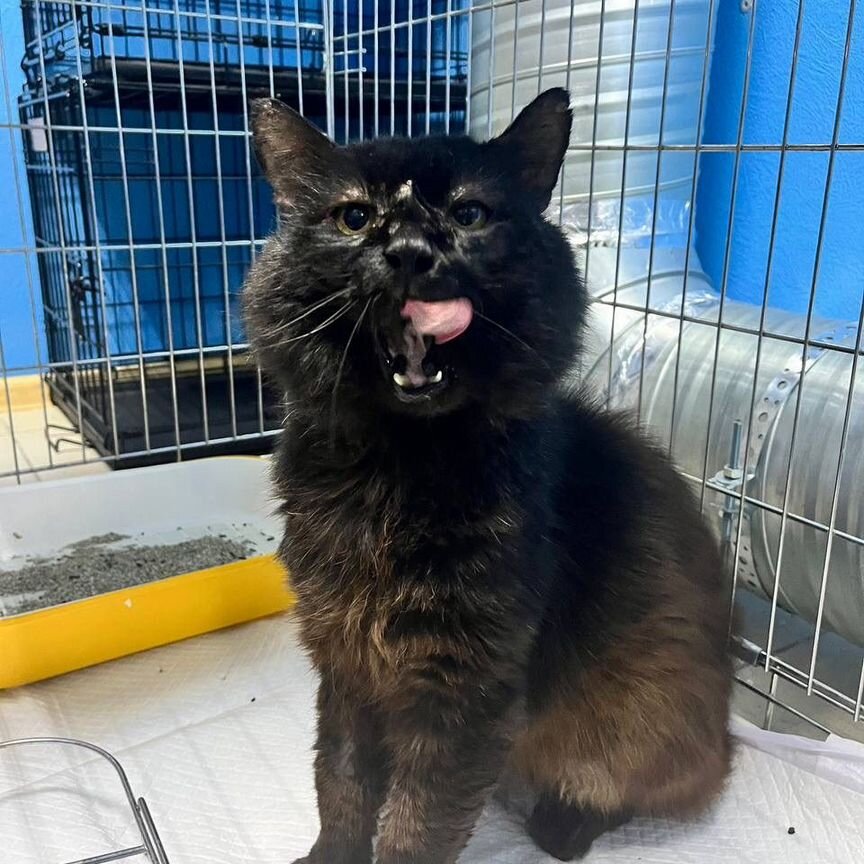 Кот в добрые руки