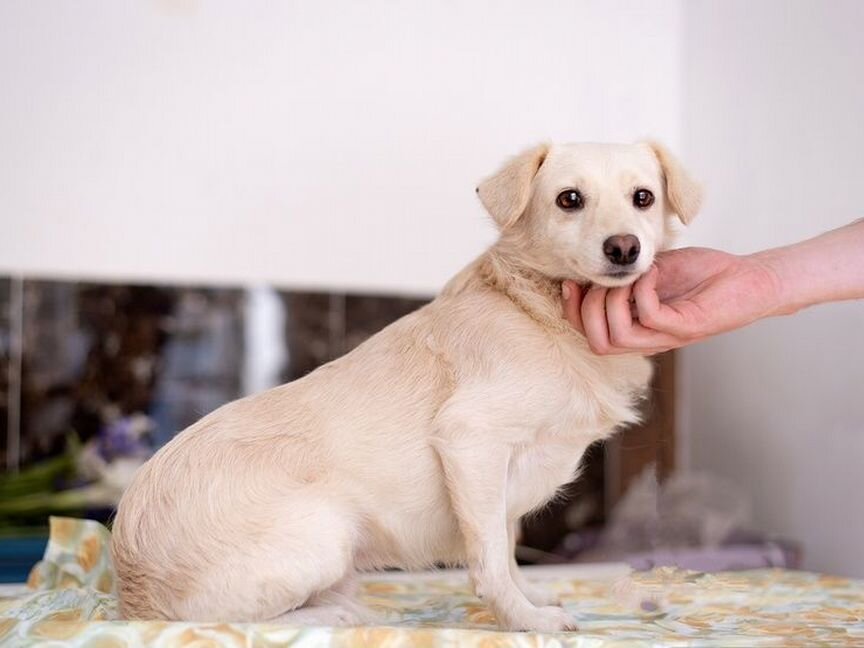 Белый маленький коротколапик Лютик в добрые руки
