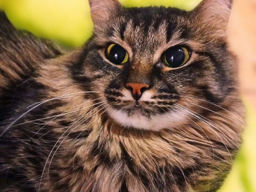 Прикольный котик Вилли в дар
