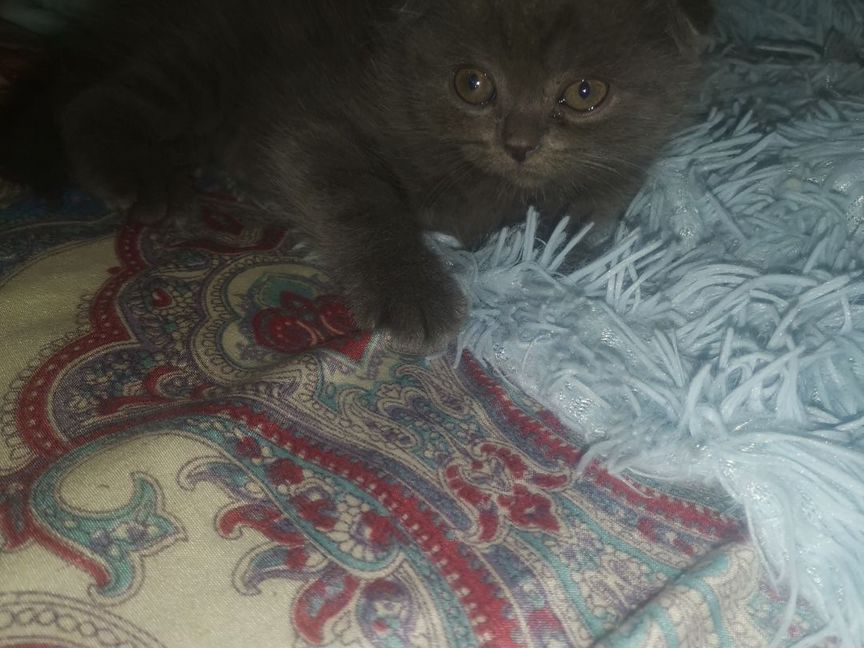 Котята скоттиш фолд и британец