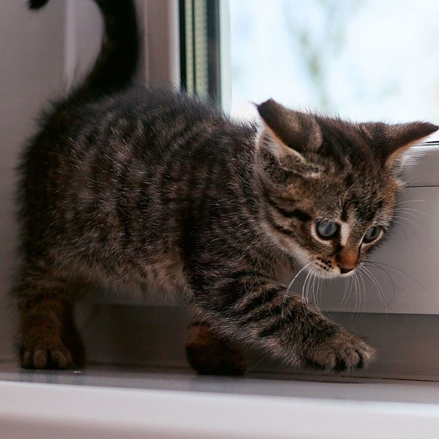 Котёнок в добрые руки