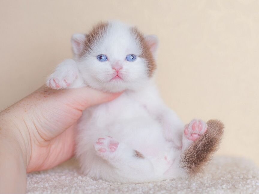 Голубоглазый мальчик шоколадный ван