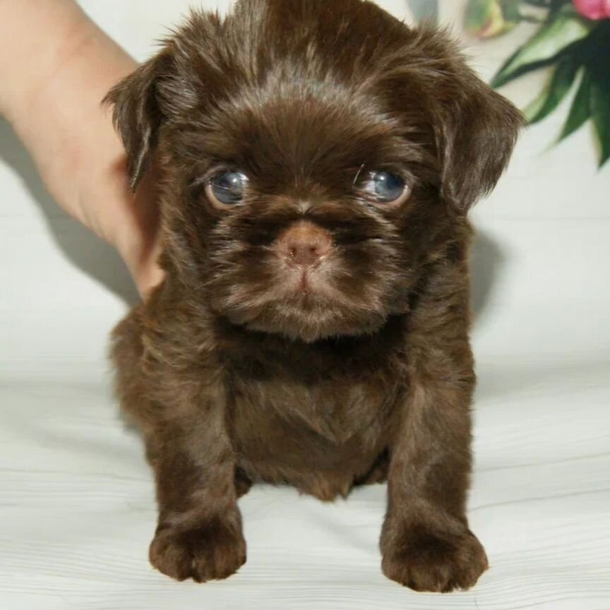 Щенки гриффона