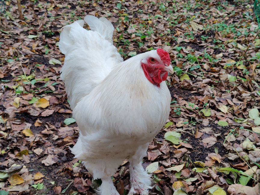 Брама белая