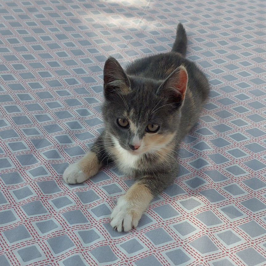Котёнок Тучка, девочка