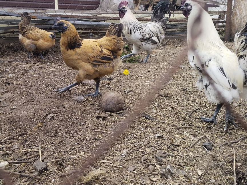 Куры петухи лакендази