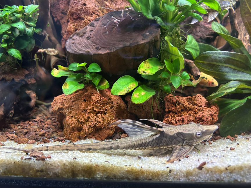 Стурисома панамская