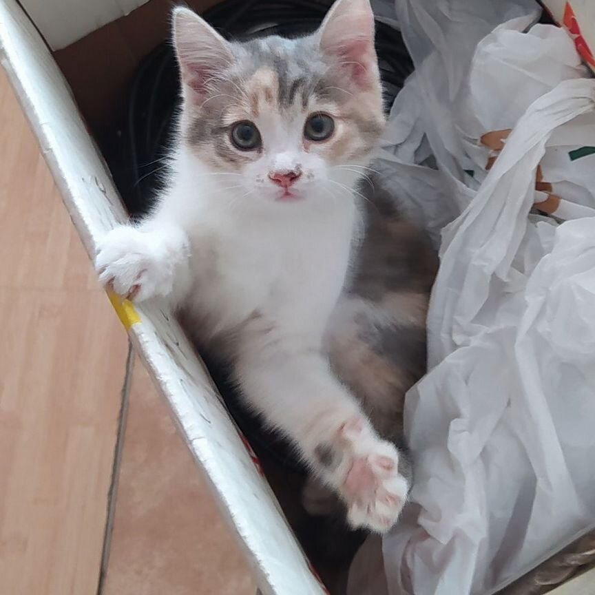 Котёнок в добрые руки