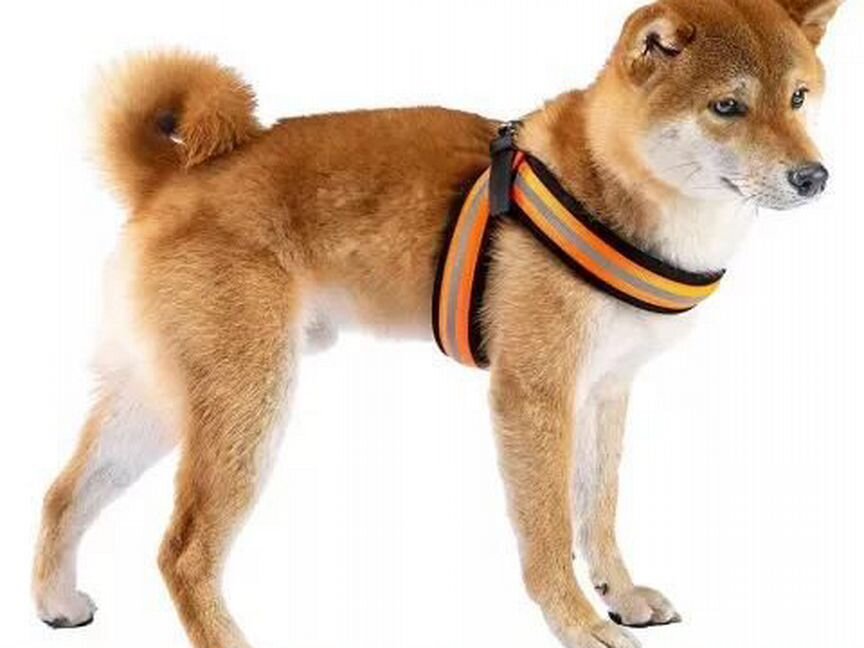 Шлейка для собаки ferplast