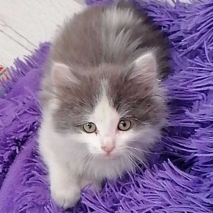 Котёнок девочка