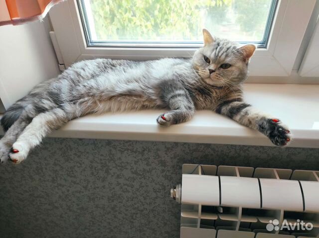 Британская кошка бесплатно