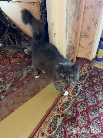 Кошка