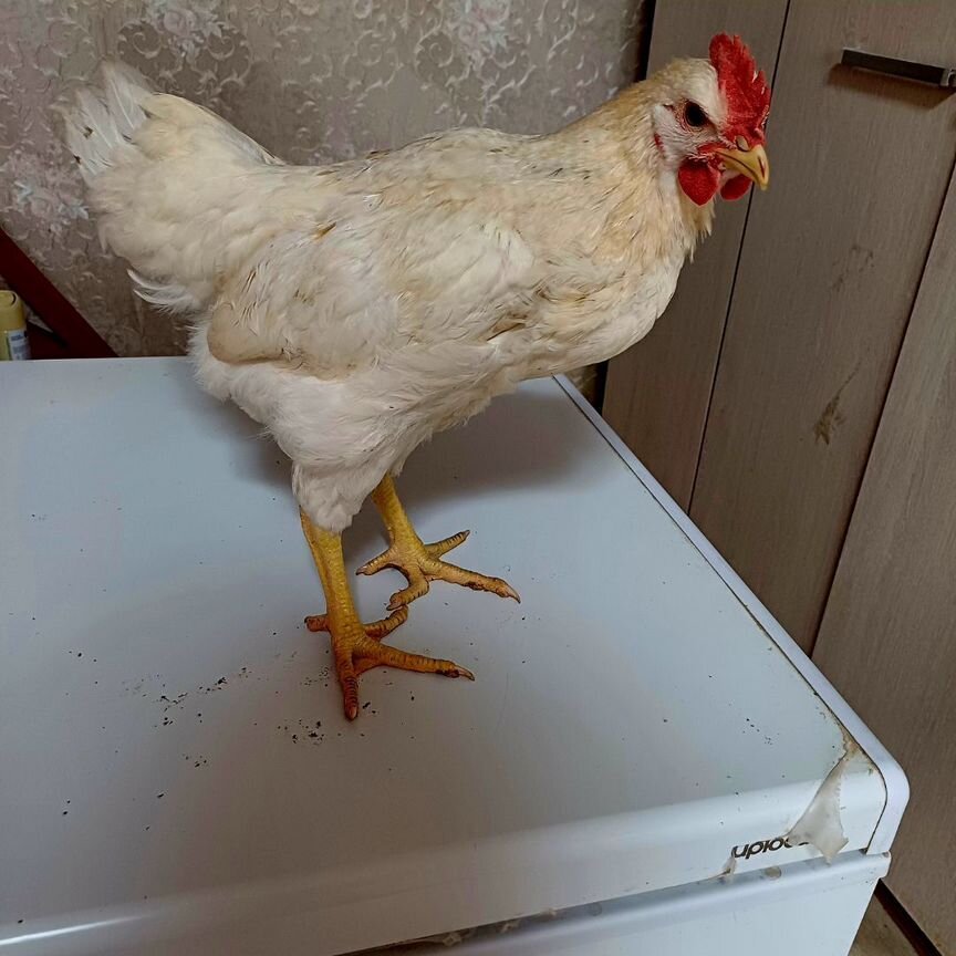 Петухи домашние молодые