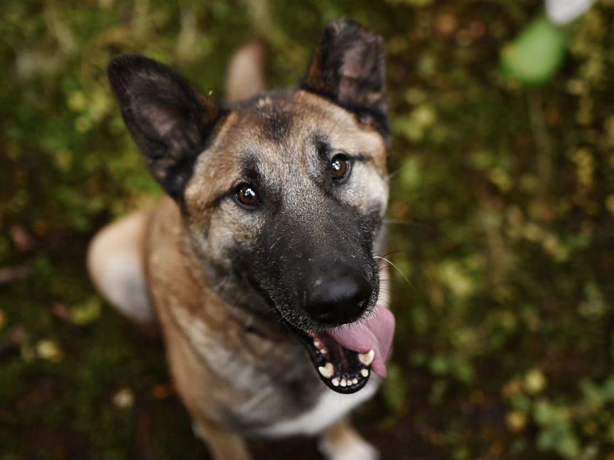 Вилли в поисках дома